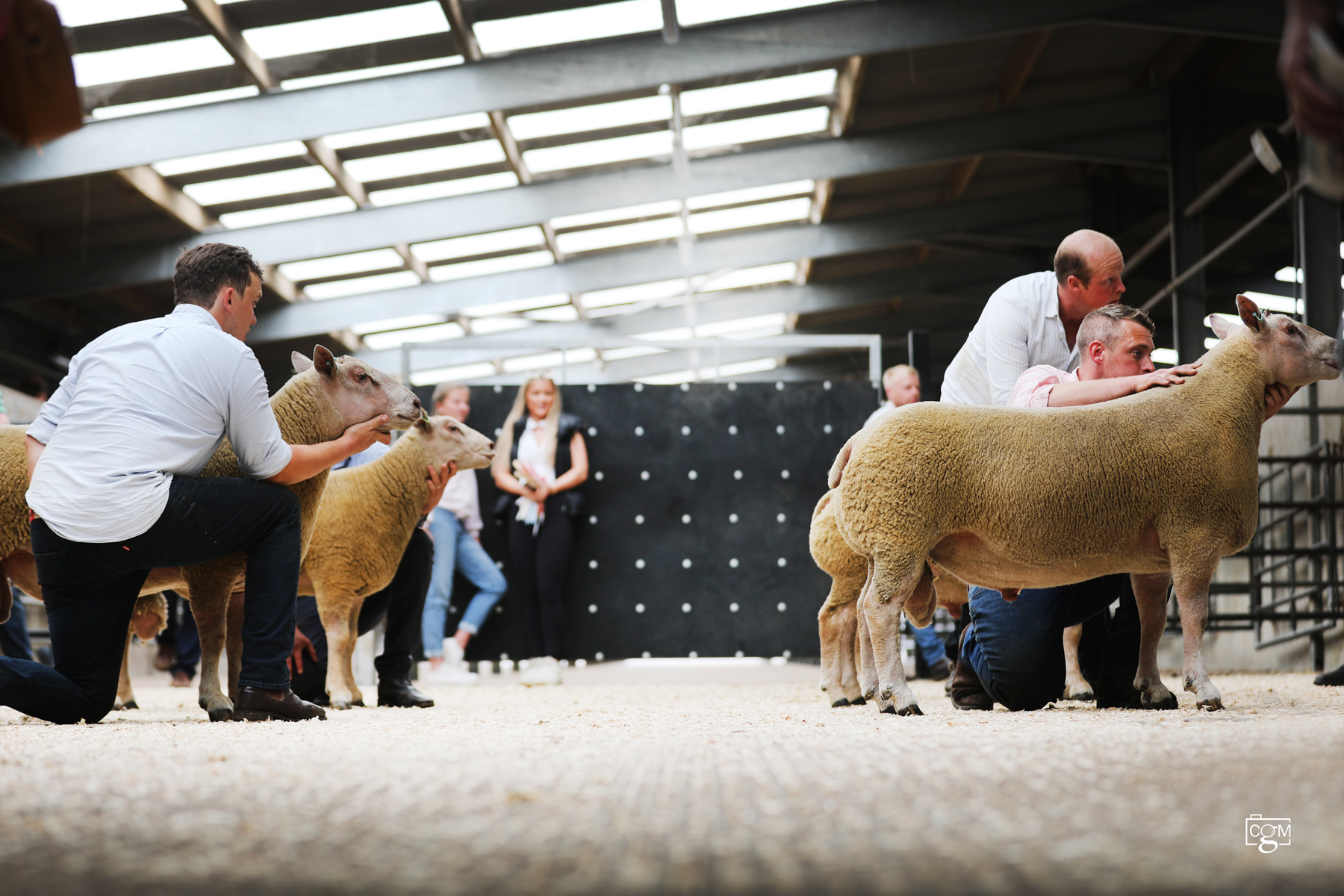 Boyo flock leads Premier Sale at 24,000gns – Charollais Sheep Society