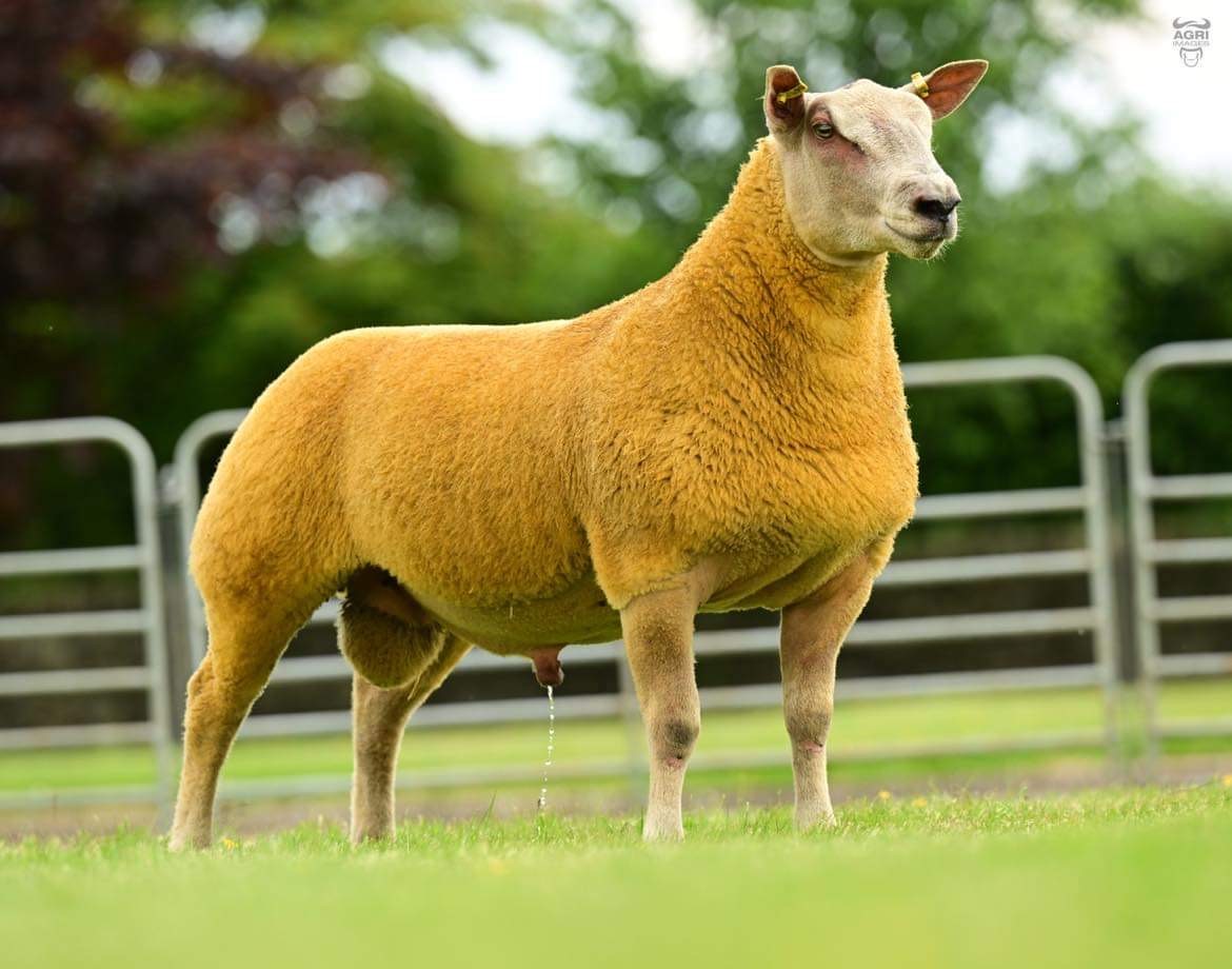 Artnagullion tops Cream of the Crop sale – Charollais Sheep Society