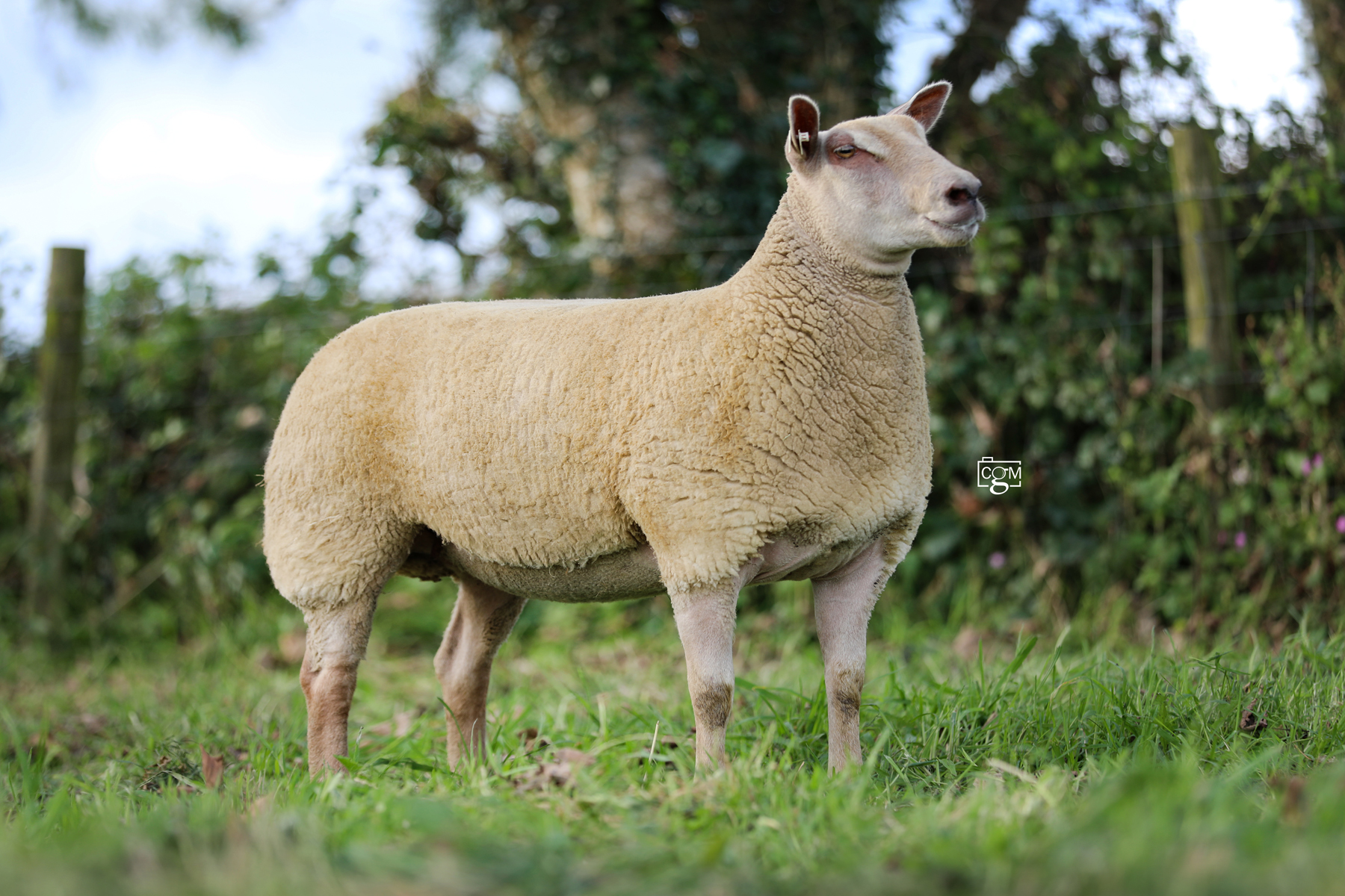 Arbryn flock leads High Flyers Sale at 2600gns – Charollais Sheep Society