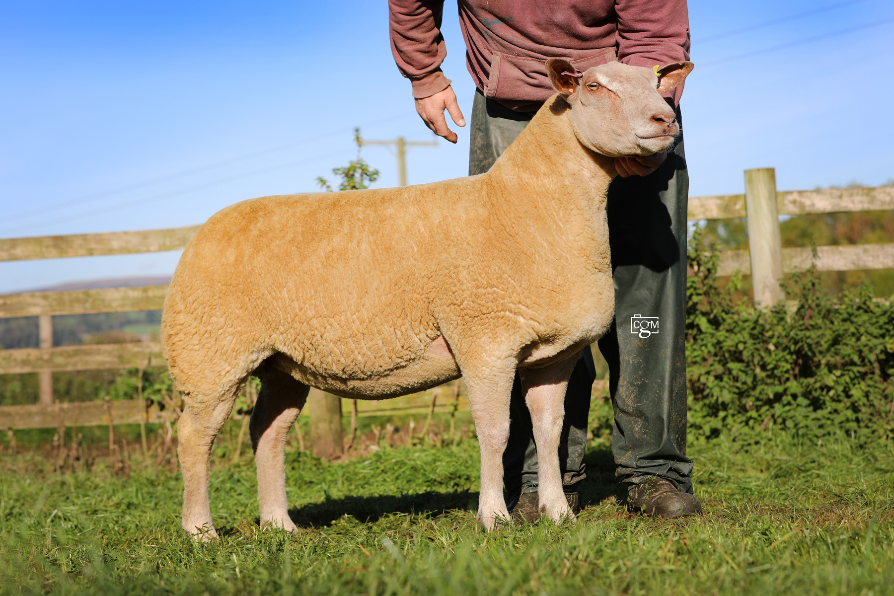 Arbryn flock leads High Flyers Sale at 2600gns – Charollais Sheep Society
