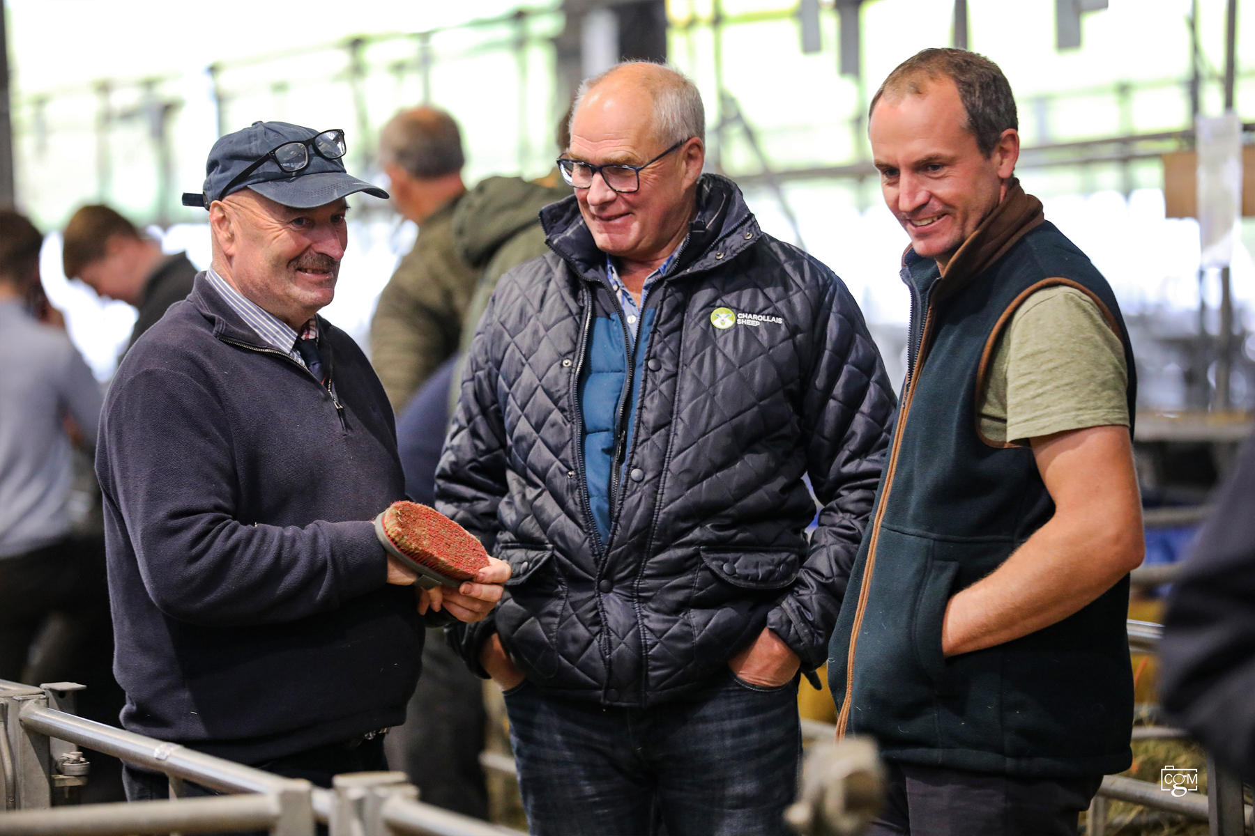 Arbryn flock leads High Flyers Sale at 2600gns – Charollais Sheep Society