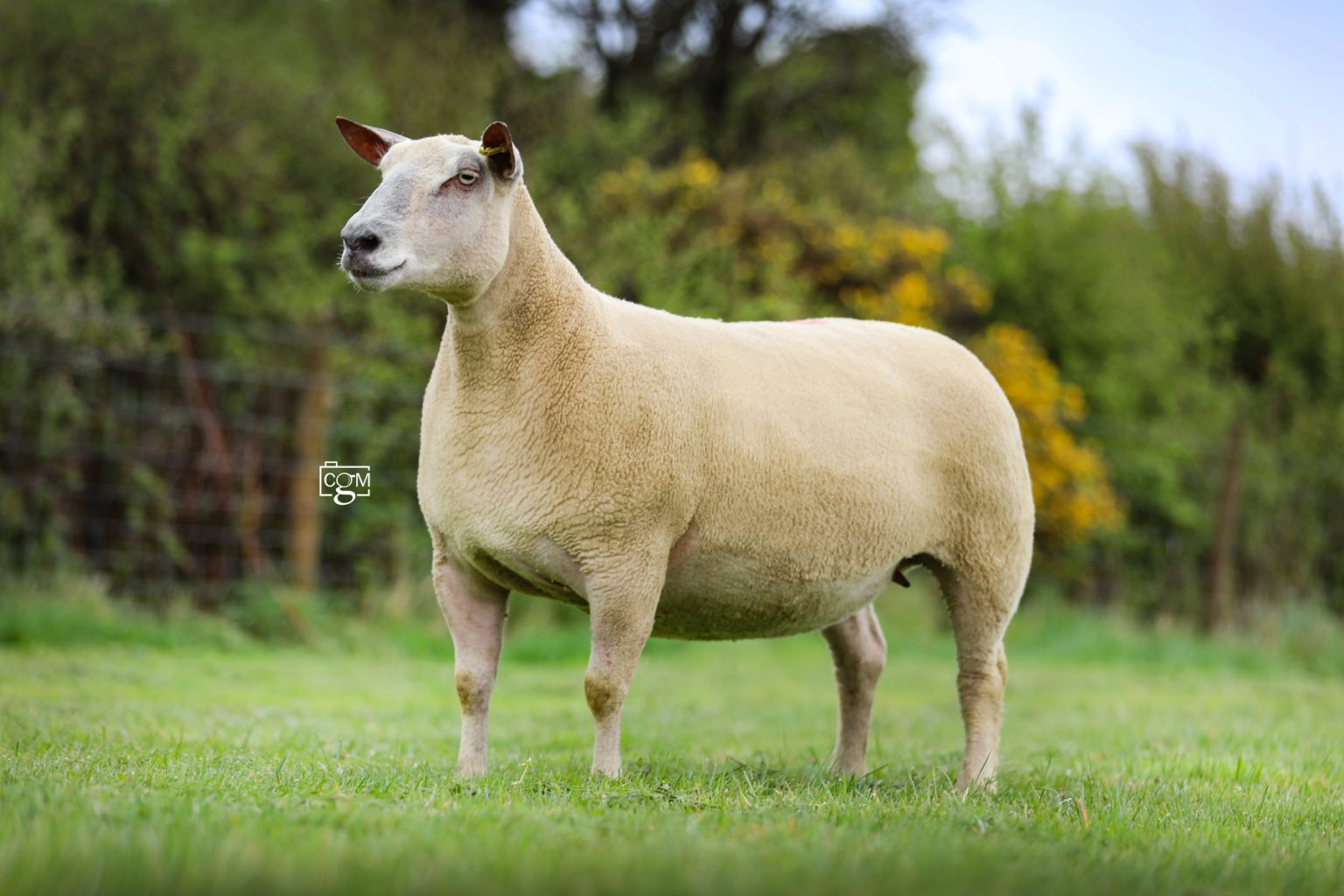 Gwyndy dispersal peaks at 3400gns – Charollais Sheep Society
