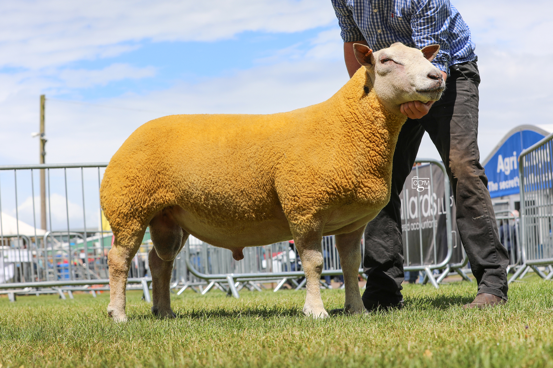Boyo takes championship at Royal Three Counties – Charollais Sheep Society