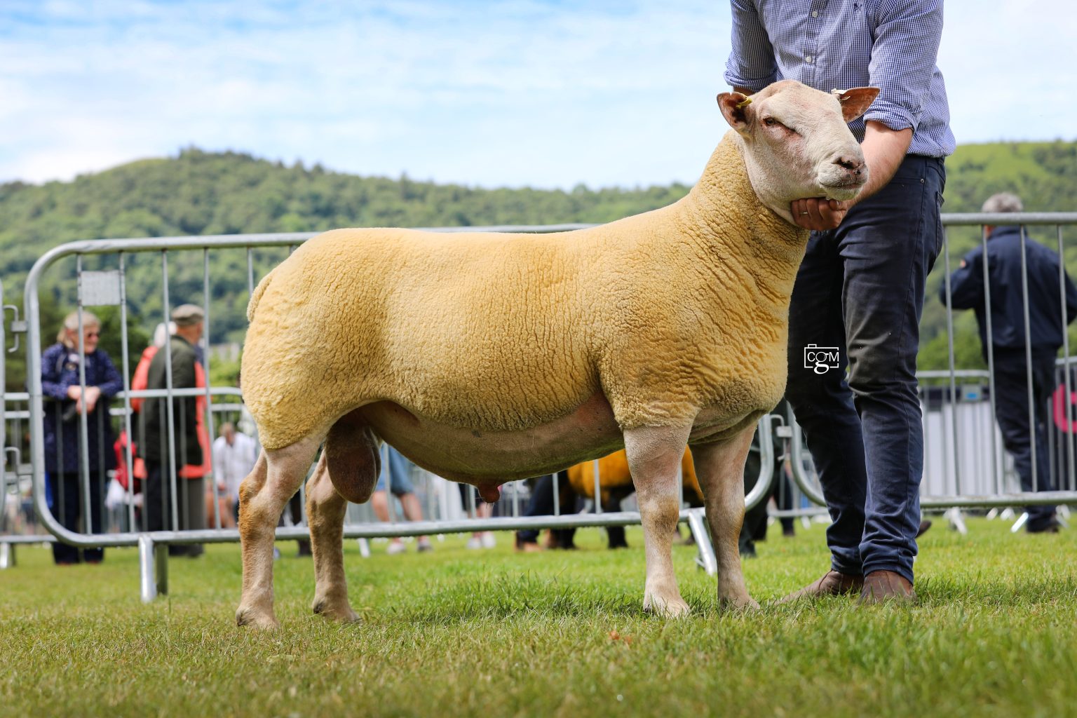 Boyo takes championship at Royal Three Counties – Charollais Sheep Society