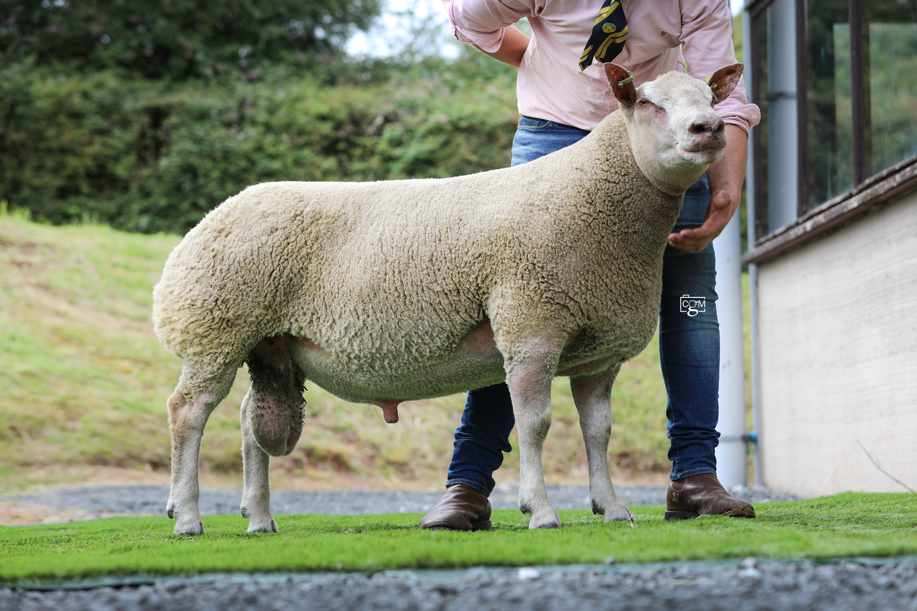 Logie Durno proves to be pick of the Premier at 6200gns – Charollais ...
