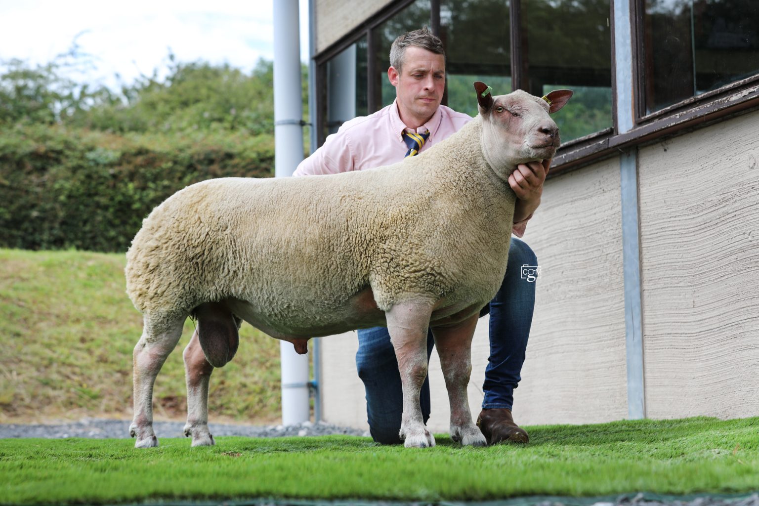 Logie Durno proves to be pick of the Premier at 6200gns – Charollais ...