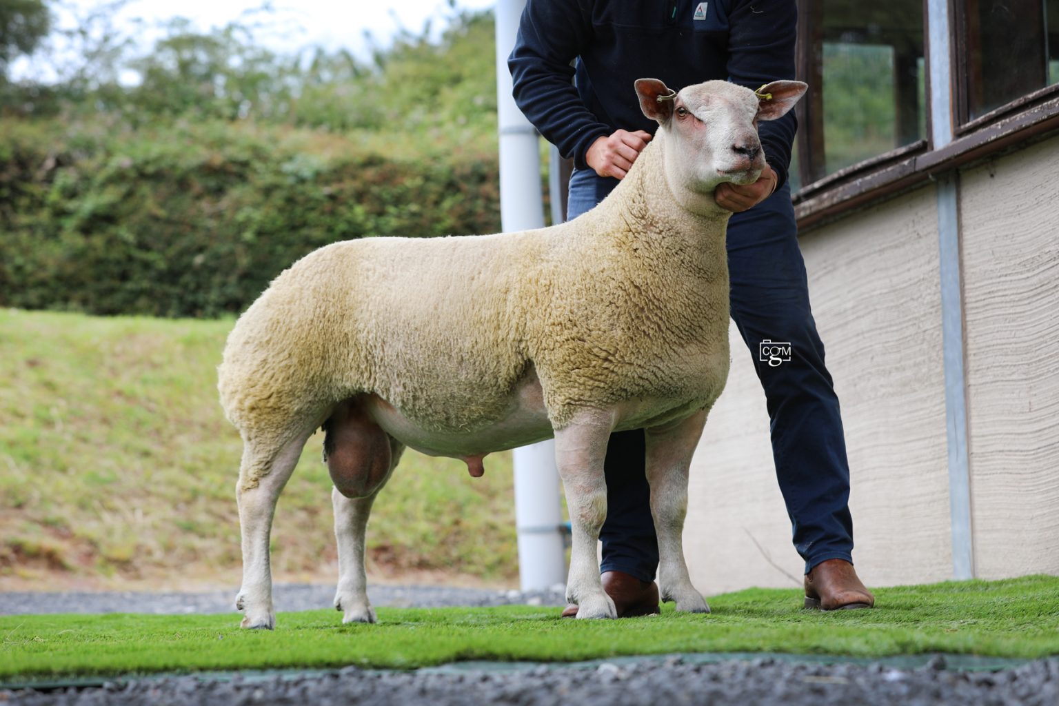 Logie Durno proves to be pick of the Premier at 6200gns – Charollais ...