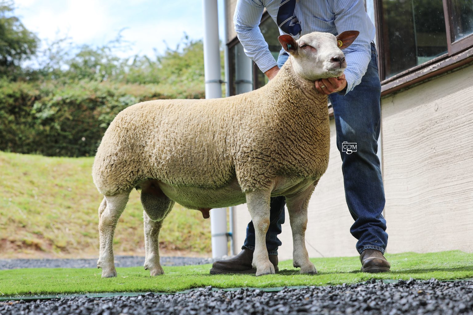 Logie Durno proves to be pick of the Premier at 6200gns – Charollais ...